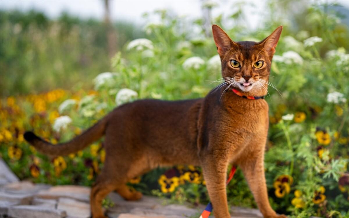 What is the origin of the Abyssinian cat-the descendant of the ancient ...