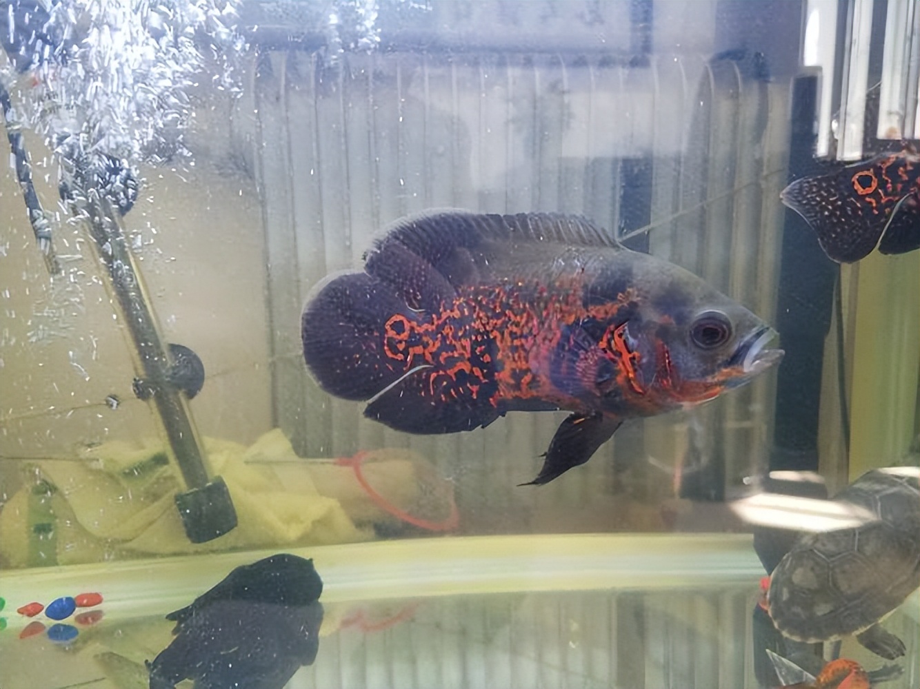 Are map fish prone to disease? What should I do if the map fish is sick ...
