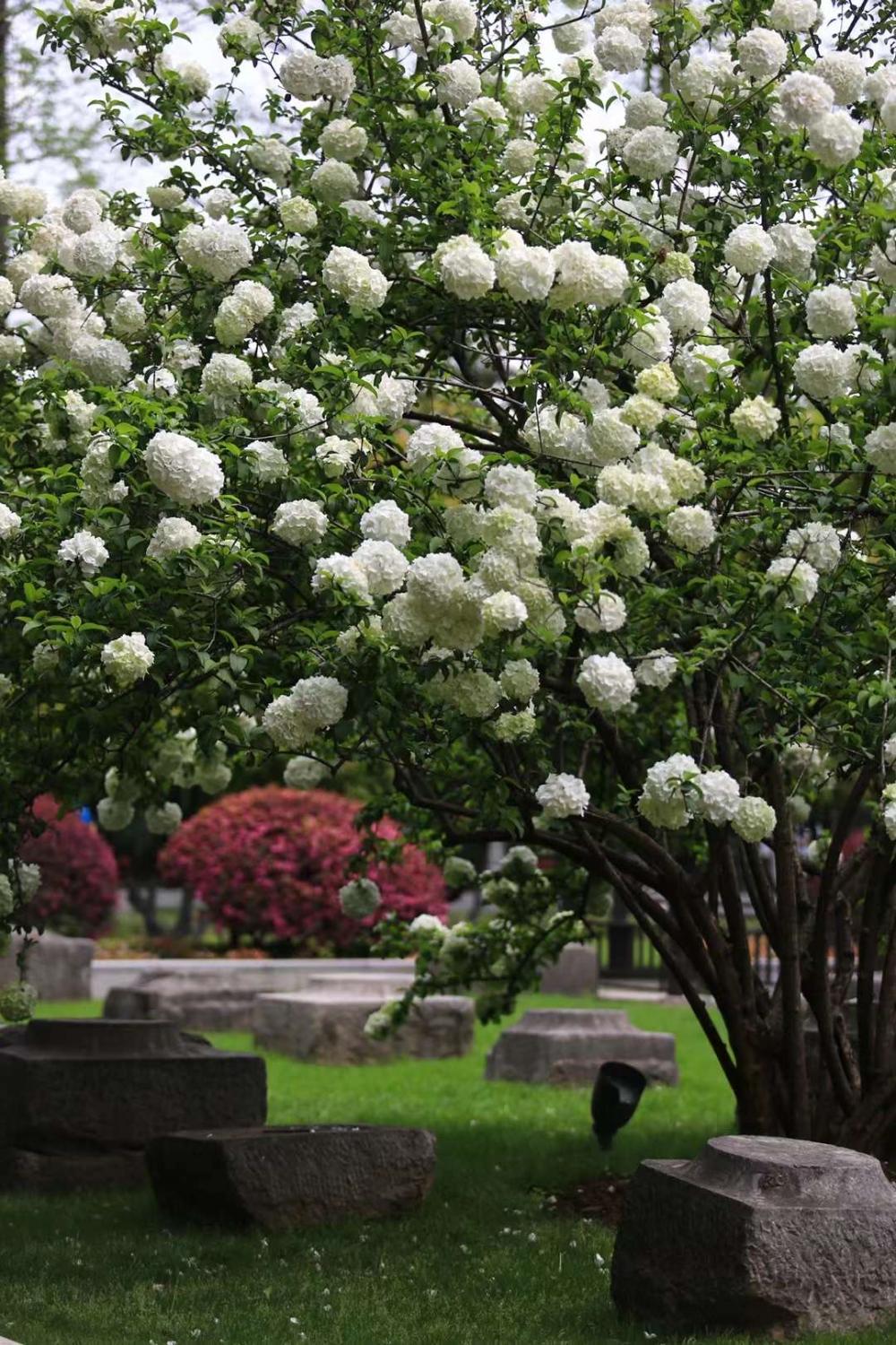 Hydrangeas bloom in spring - iMedia