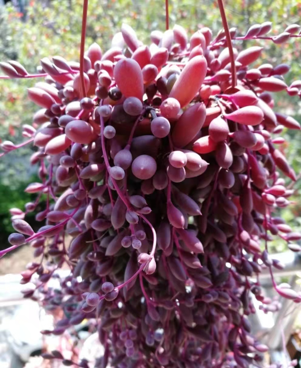 Miss Suzhou is drying the succulents on the window sill. Netizens ...