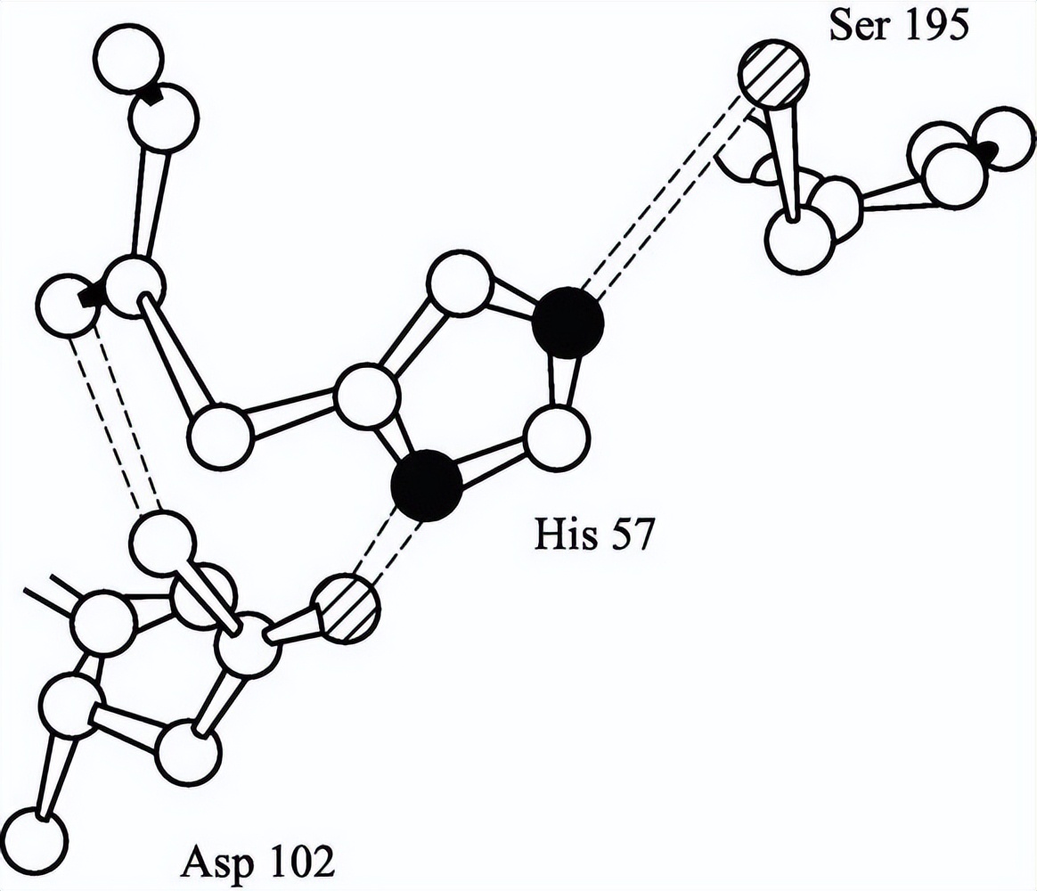 As a family of serine proteases, what are the properties of granzymes ...