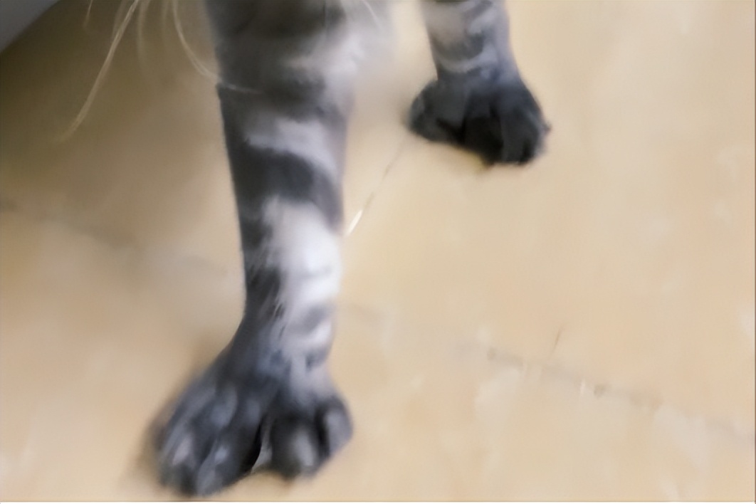 Why do cats have extra toes and do they need surgery? - iNEWS