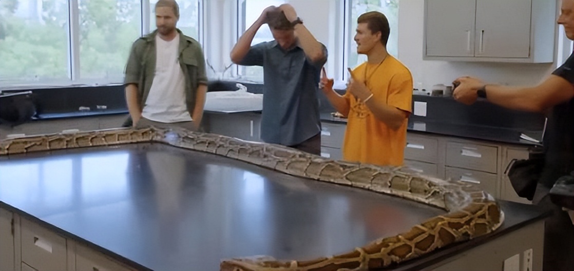 The body is nearly 6 meters long! Florida snake catcher catches Burmese ...