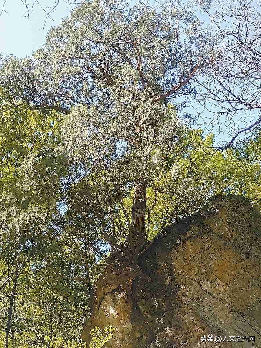 The Story Behind the Famous Trees of the National Botanical Garden——The ...