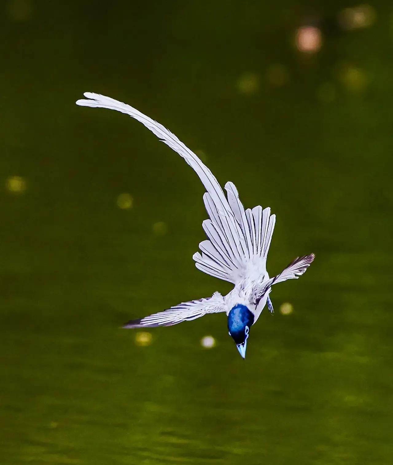 Ribbon bird photographed by netizens - iNEWS