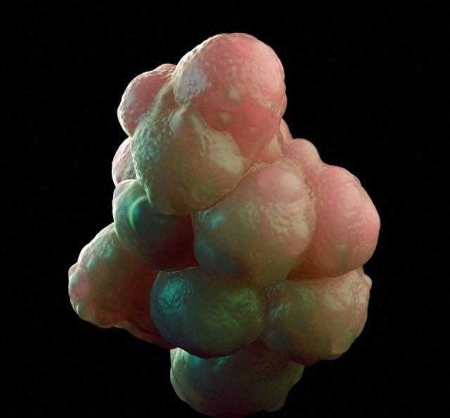 The birth of embryonic pluripotency brings pluripotency to species ...