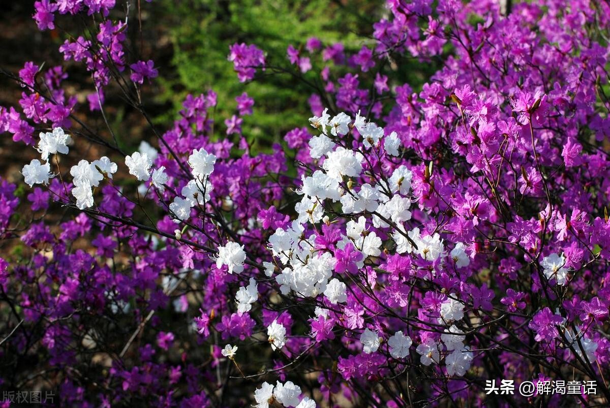 Children: Ancient Mirror Tea House - iNEWS
