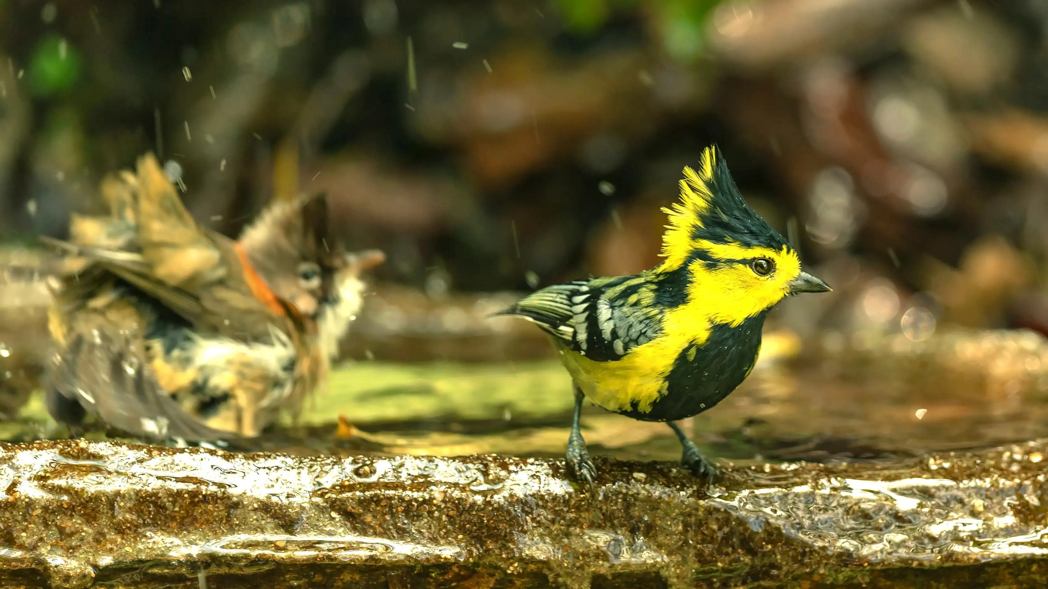 Yellow cheek tit 0865 - iNEWS