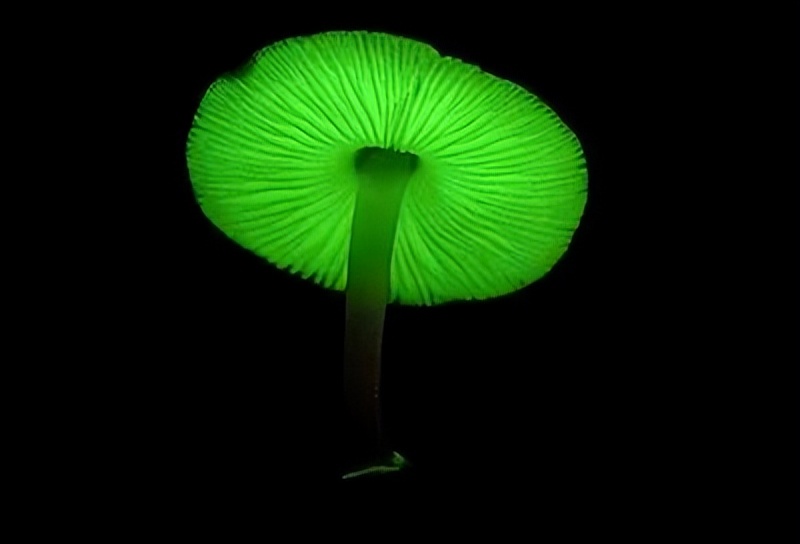 Self-luminous plants—Agrobacterium-mediated transient transformation of ...
