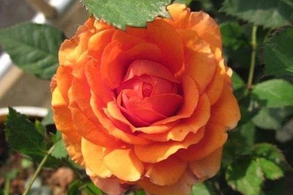 Gorgeous and Elegant Forever Naples Rose - iNEWS