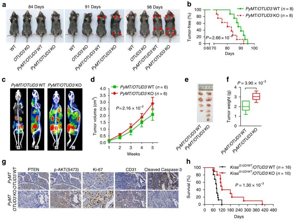 Deubiquitinase OTUD3 stabilizes GRP78 and promotes lung tumorigenesis ...