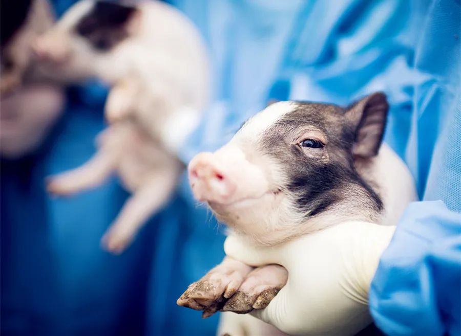 Chen Gen: Why choose pigs for cross-species heart transplantation? - iNEWS