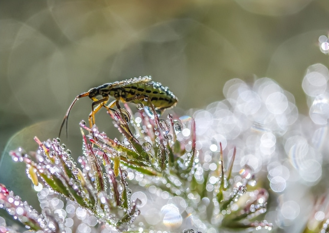 Conservation of biodiversity, arthropod fauna in arid substrates in ...