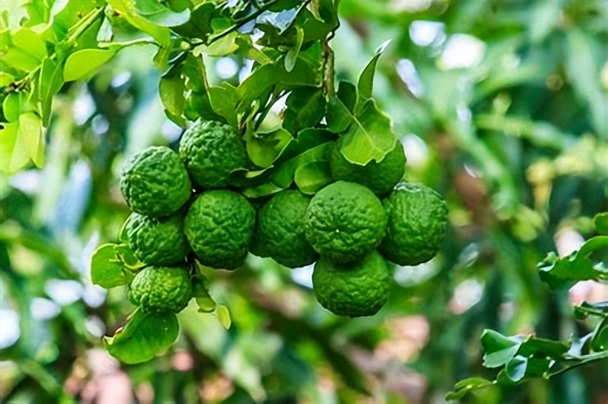 Effects of citrus bergamot extract on lipid profile: a combined in ...