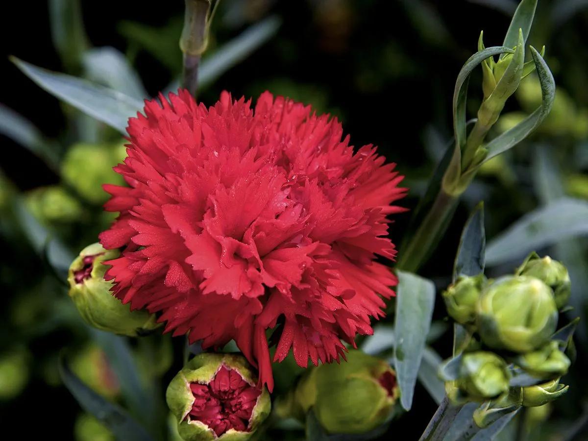 Common "red like fire" flowers, prosperous and red in China - iNEWS