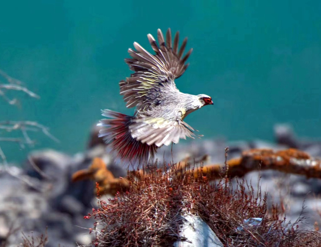 Tibetan Birds/Wildlife Photography Tour of Brown-tailed Rainbow Chick ...