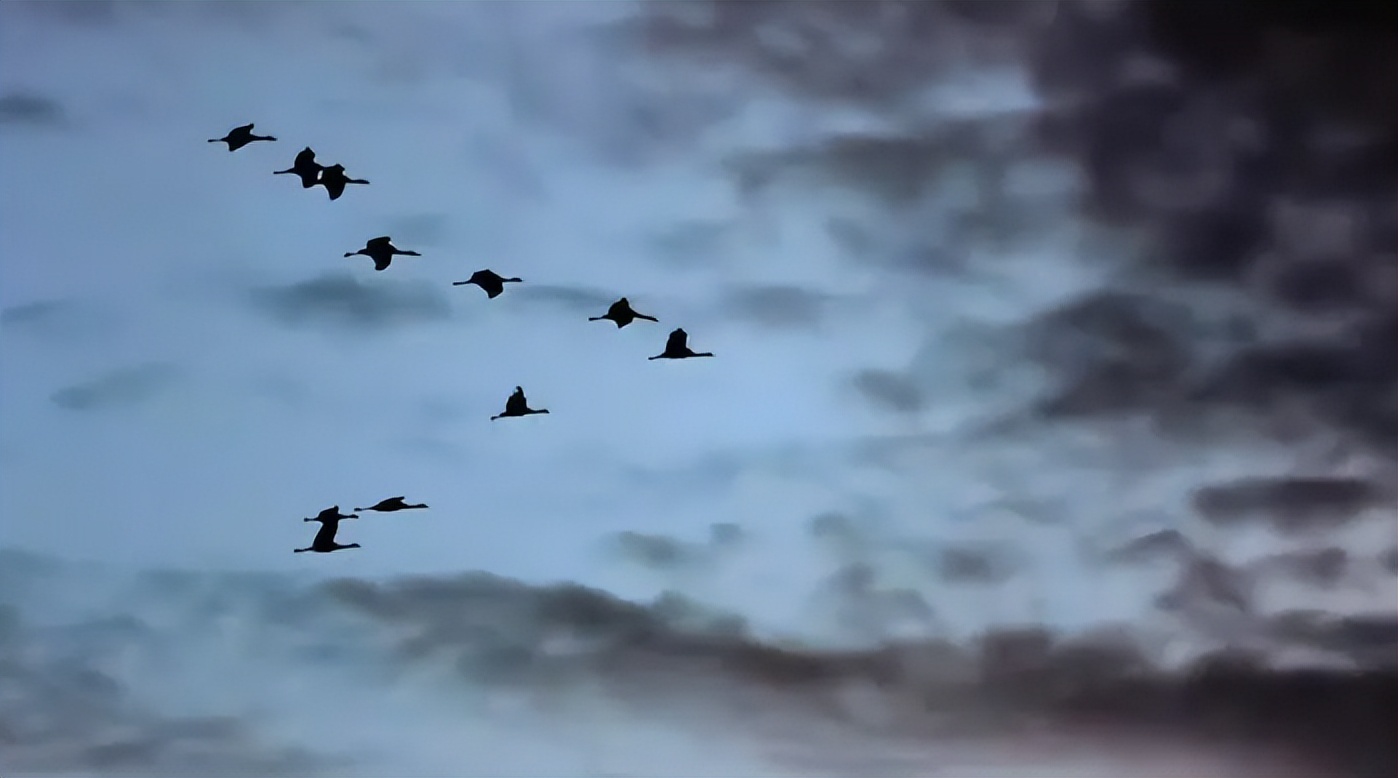 Human beings will never understand the meaning of flying freely, but ...