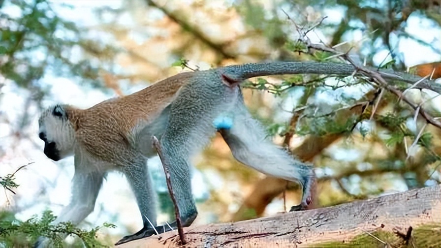 Why do some monkeys have blue "scrotums"? Uncover the secrets of ...