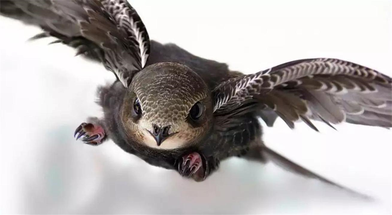 The "footless bird" Swift sleeps while flying all its life, and landing ...
