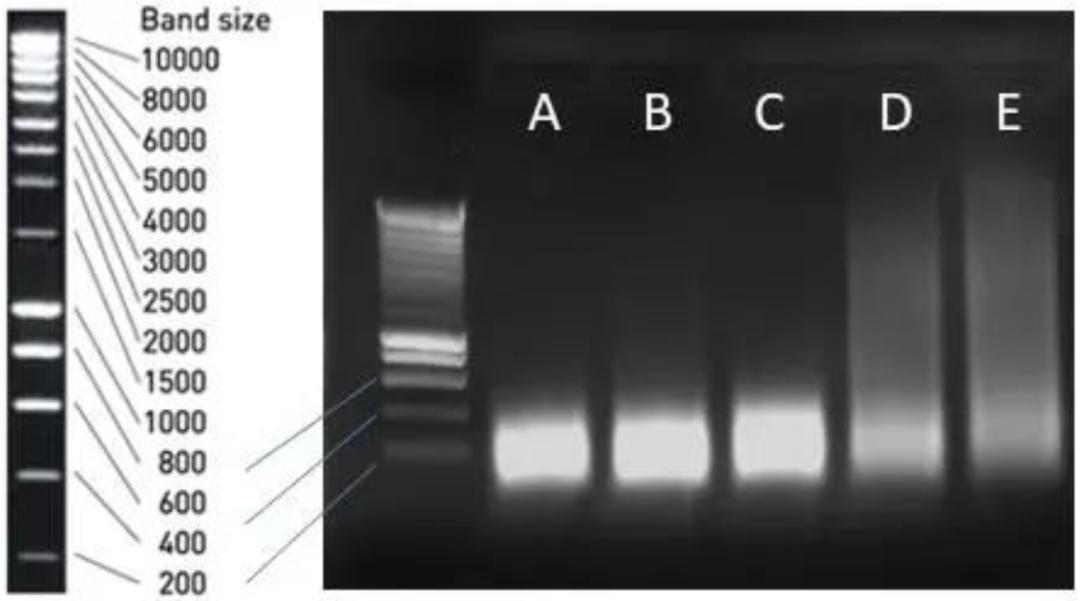 Arabidopsis Histone Modification ChIP-seq Assay Protocol - iMedia