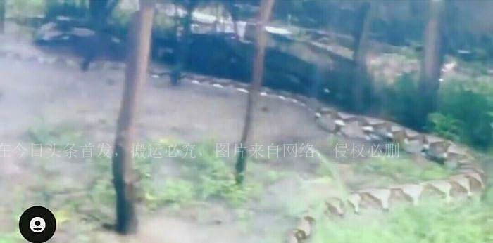 Will there be retaliation? An Indonesian python is captured. What ...