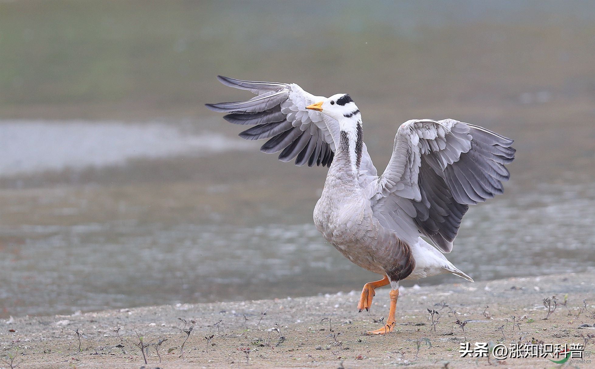 Birds that can fly at altitudes above 9,000 meters and traverse the ...
