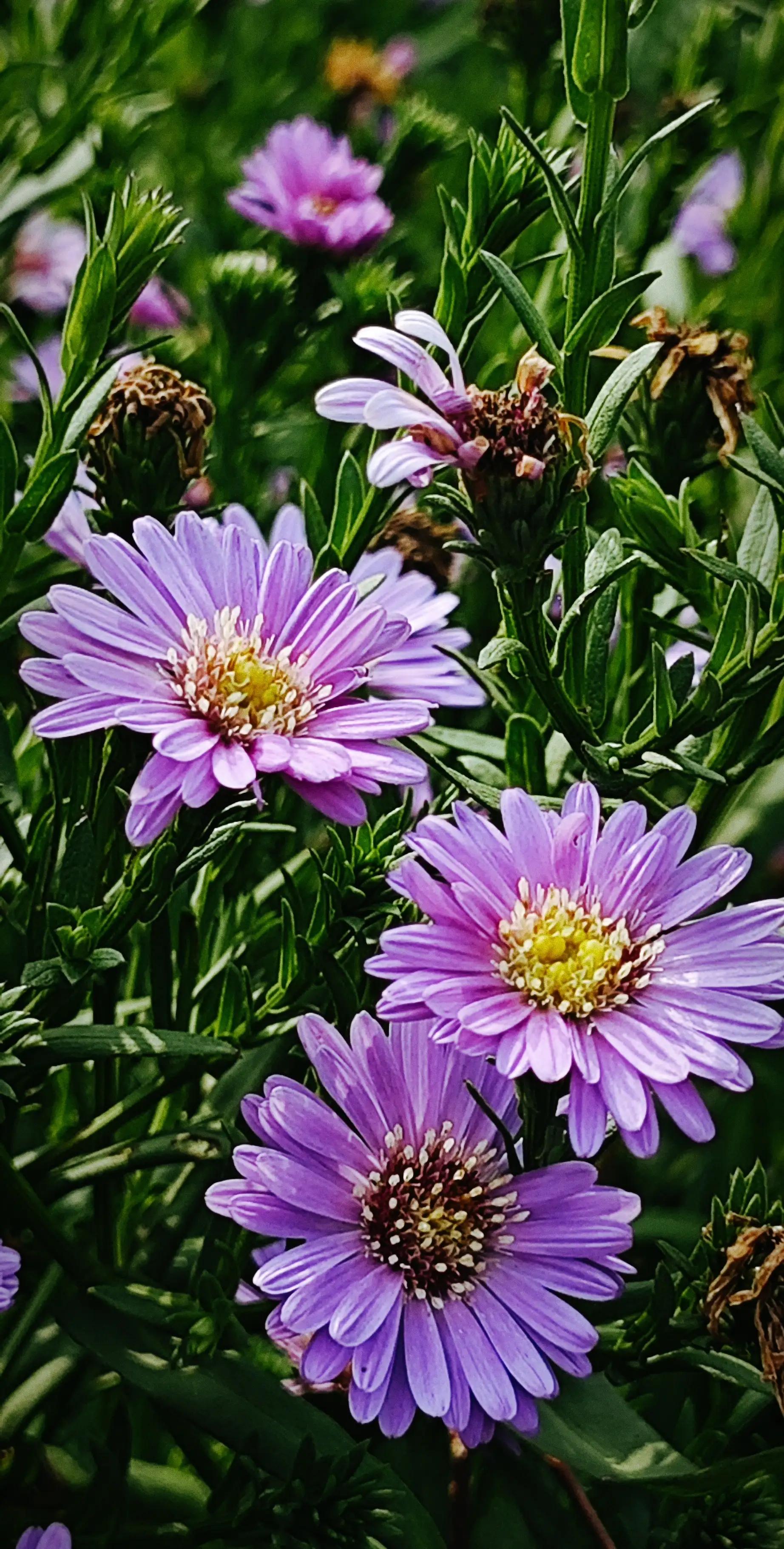 Small purple flowers, beautiful flower shape, bright colors, fresh and ...