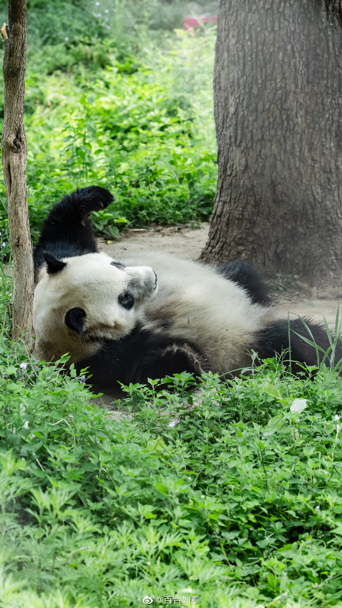 Have you ever seen a panda breaking bamboo with its face? Come and see ...