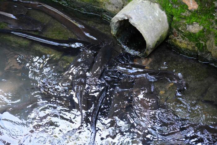 How dirty is catfish when it grows up eating feces, carrion, and heavy ...