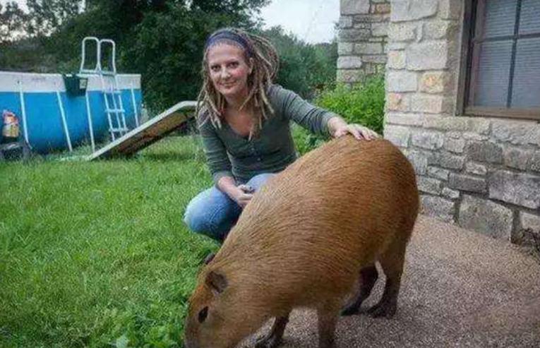 The giant African mouse is one metre long and saves thousands of people ...