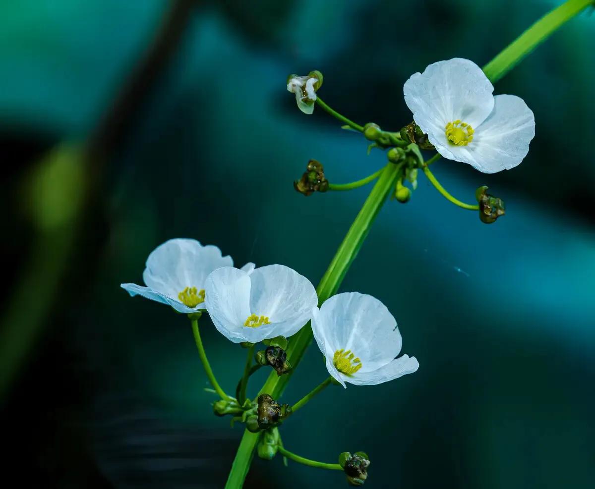 Alisma - Wishful Flower - iMedia