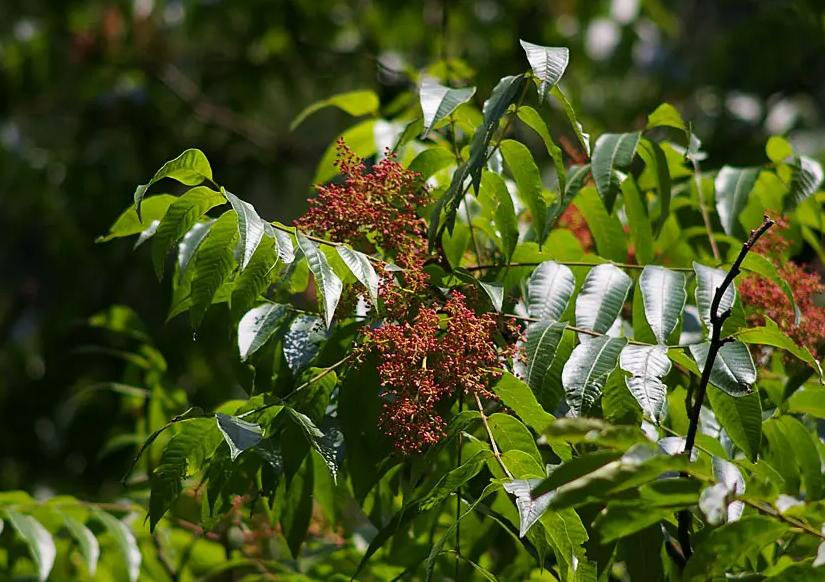 Four kinds of "poisonous trees" common in rural areas, don't be fooled ...