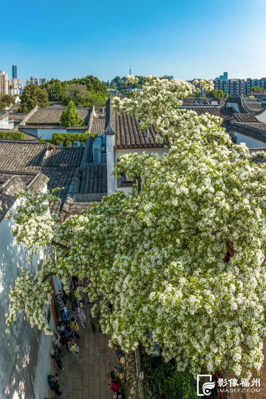 Please favorite!Fuzhou Spring Flower Appreciation Guide! - iNEWS