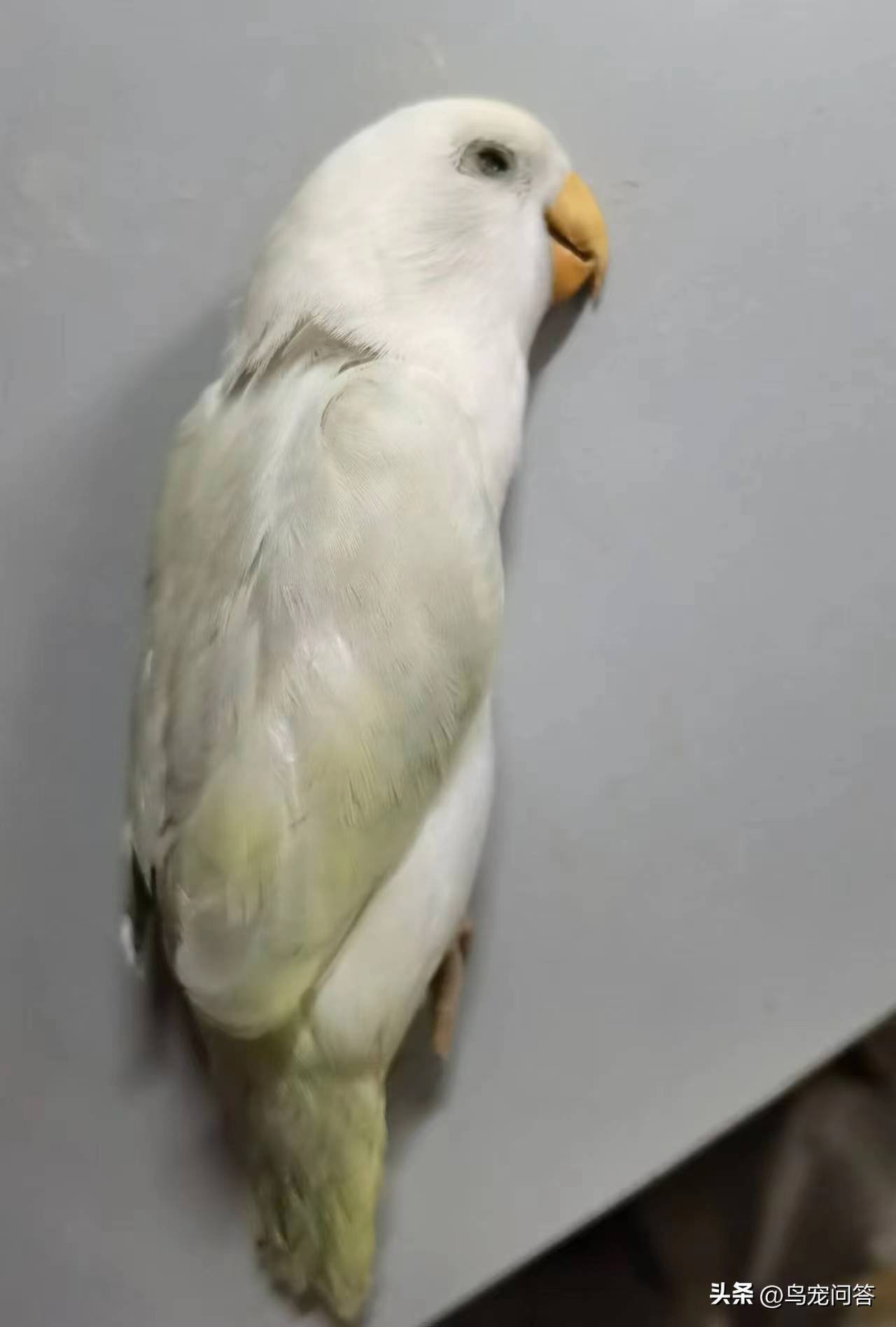 The murderer who caused four parrots to die in a row - iMedia