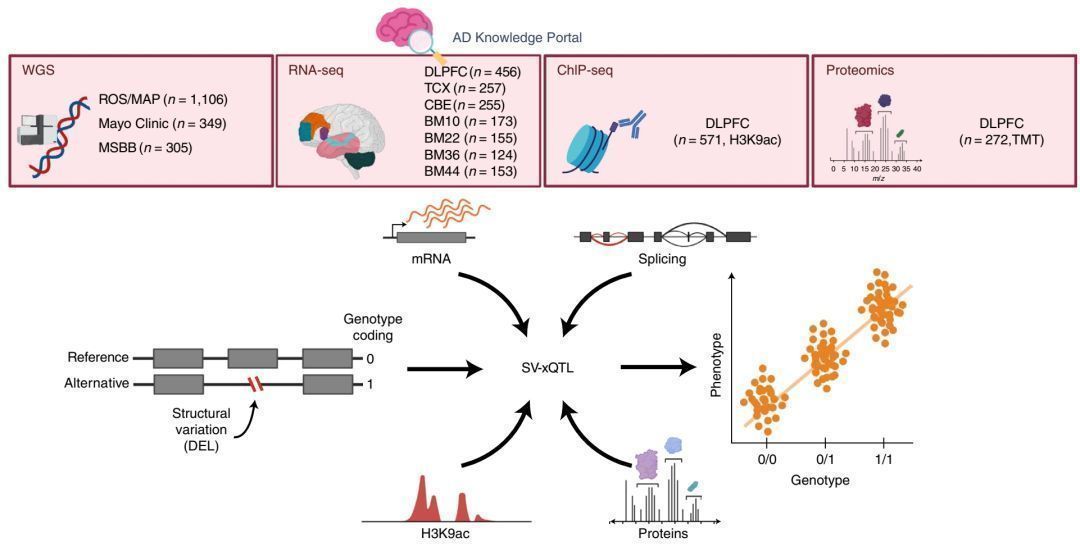 Whole-genome sequencing and integration of multi-omics data reveal the impact of structural ...