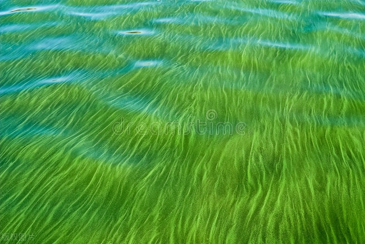 What are algae? What kind of algae are in the cooling water system ...