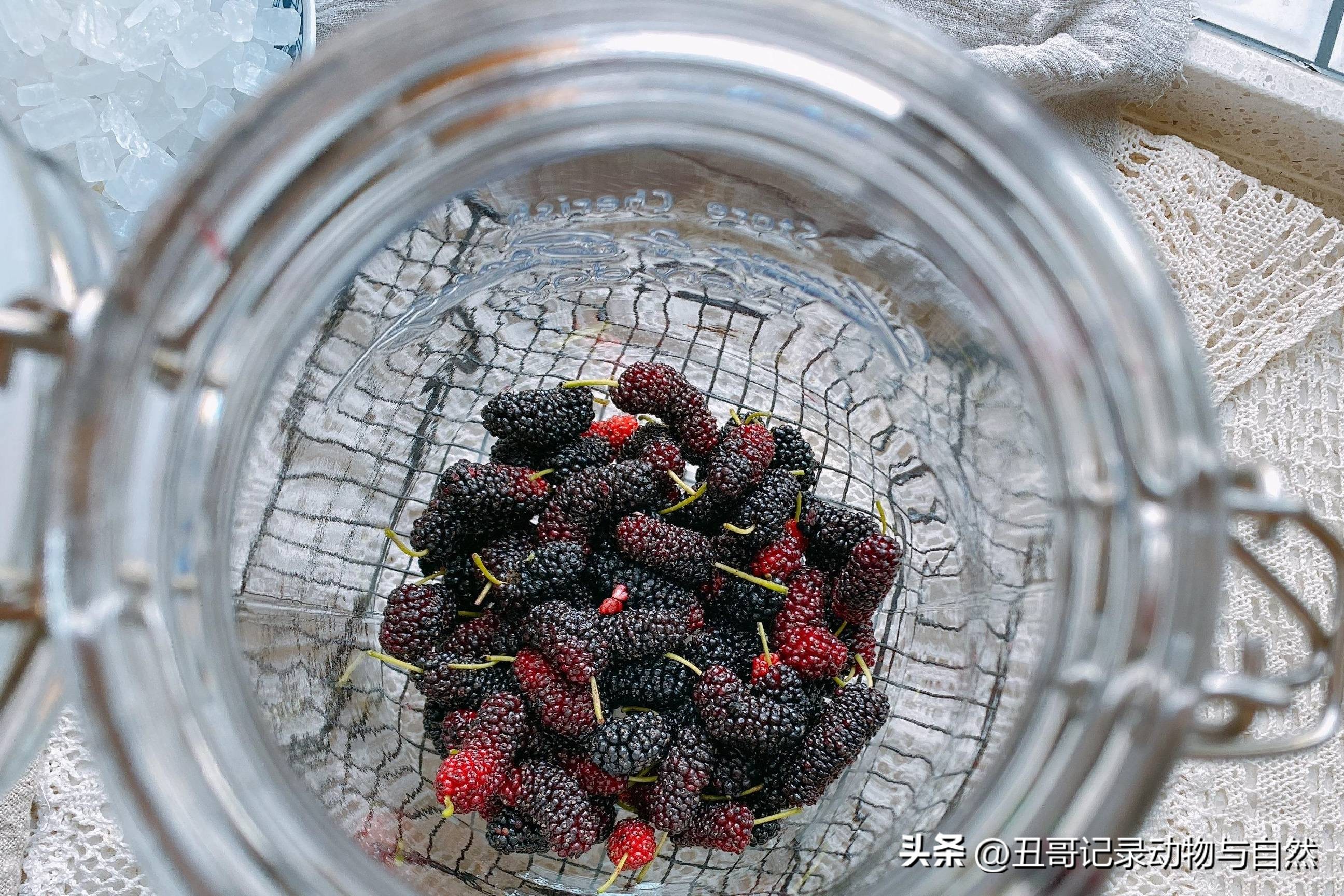 The practice of mulberry fruit wine has a mellow taste, nourishes yin ...
