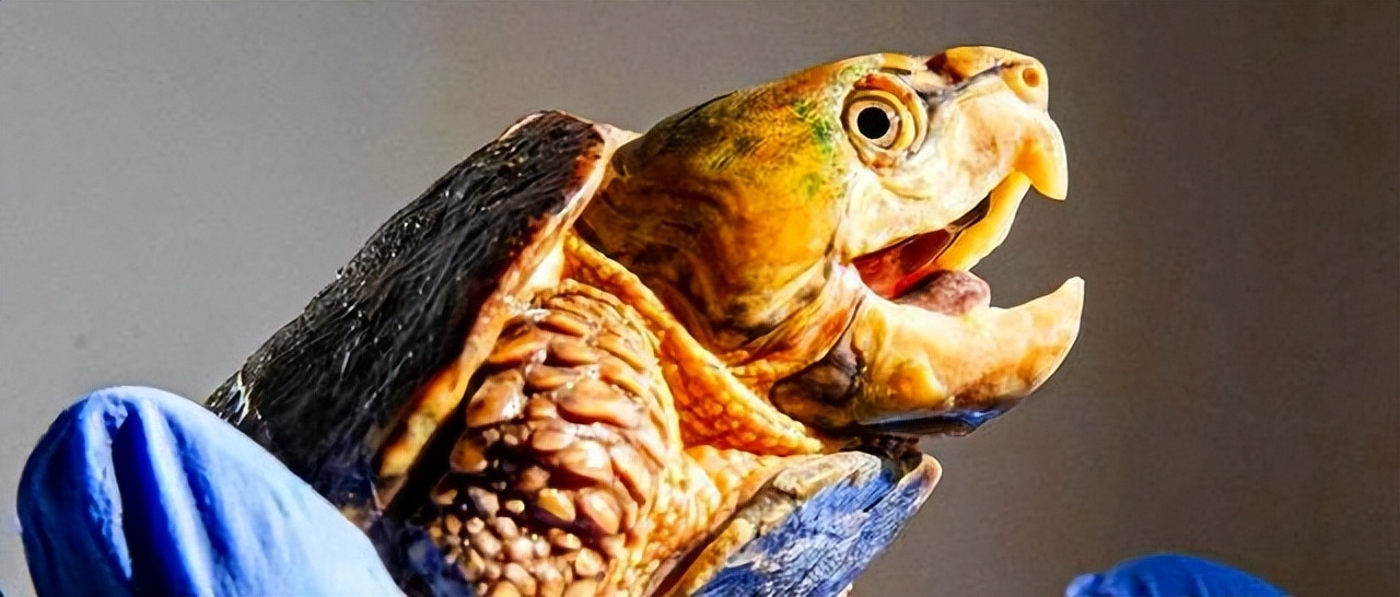 How to deal with tortoise stress?How to reduce turtle stress?Detailed ...