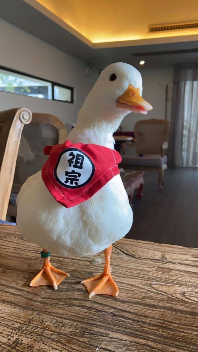 Why is Keer Duck so expensive, just because it looks cute? - iNEWS
