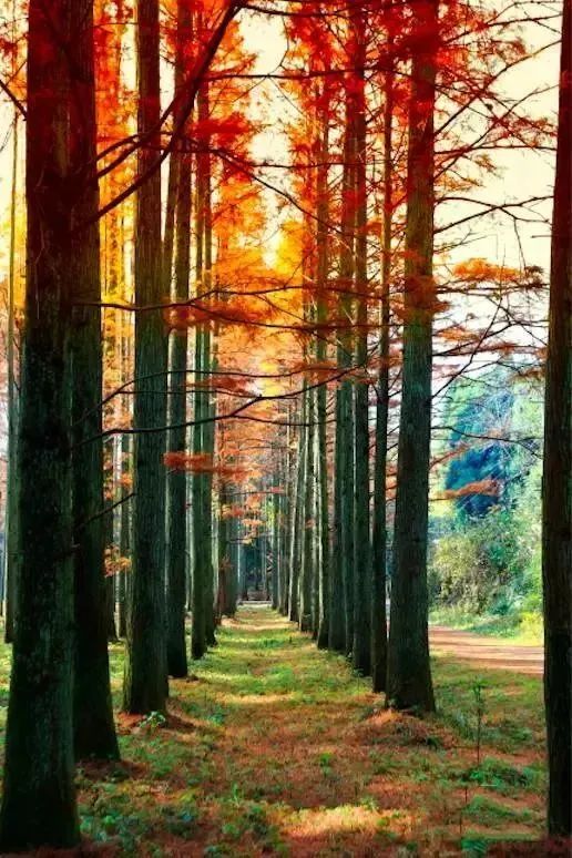 Check in these beautiful autumn photo spots in Hunan to find the colors ...