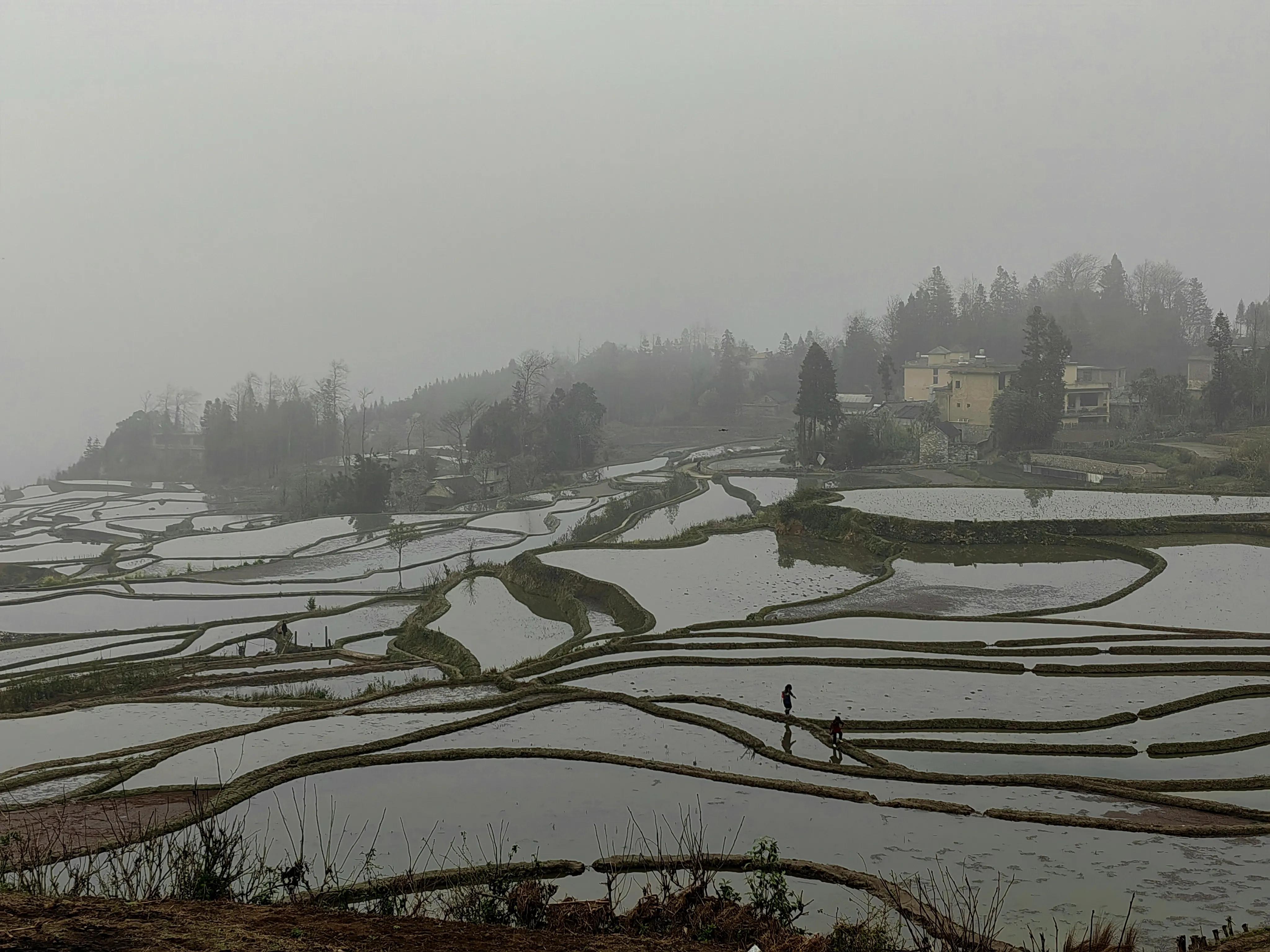 Viewing Yuanyang Rice Terraces in the Fog - iMedia
