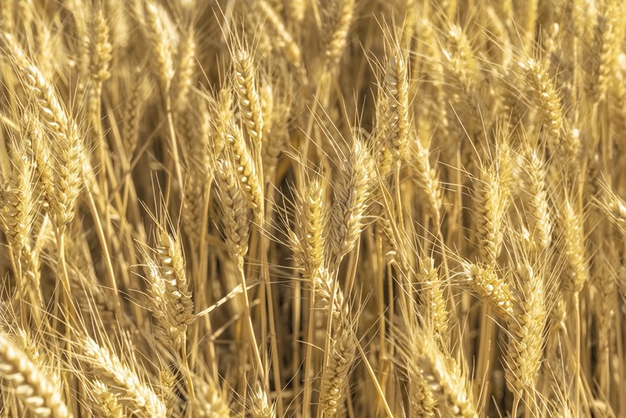 Grain solar term in traditional culture - iMedia