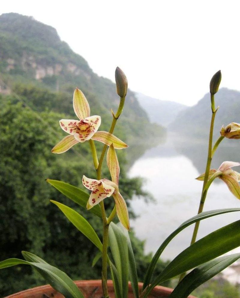 Accurately grasping the flowering temperature requirements of various ...