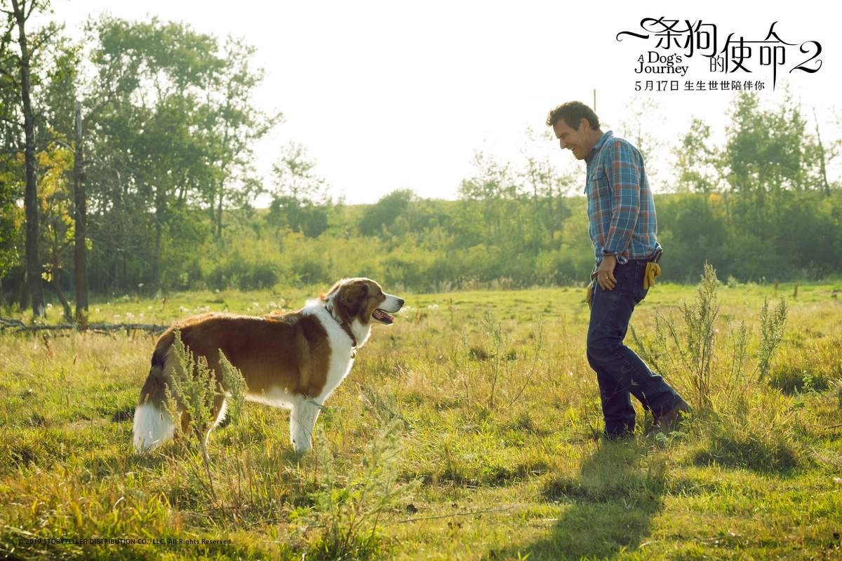A Dog's Purpose Movie: What We're Looking For - iMedia