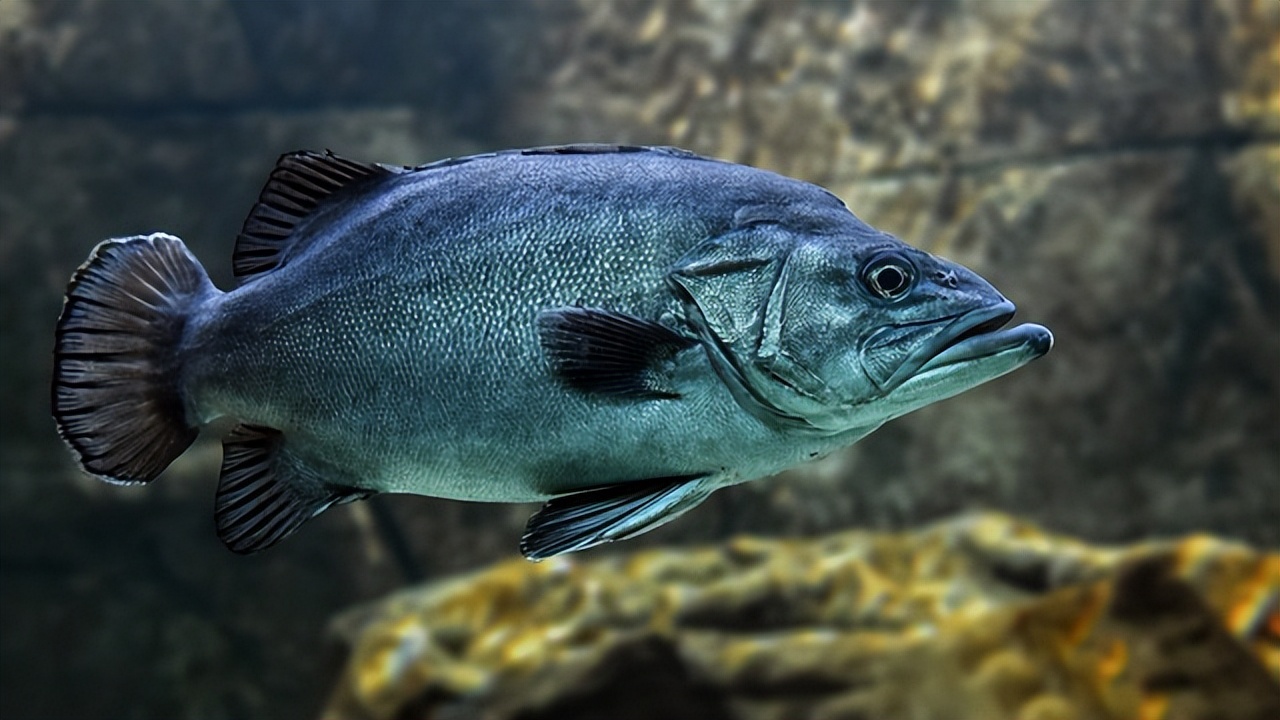 "From fish to man" has key evidence! 400 million years ago, our ...