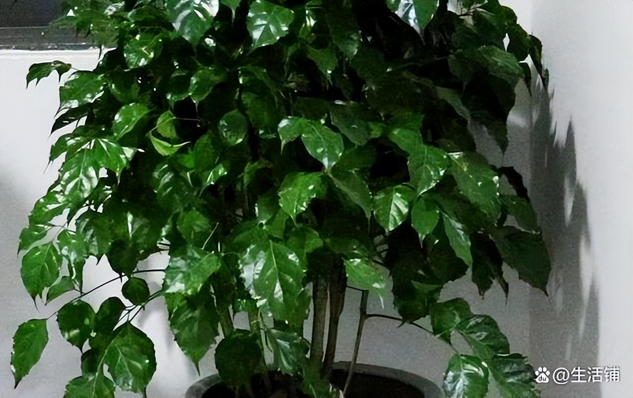 Breeding methods and precautions of happiness tree, do 4 things well ...