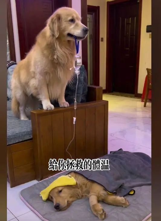 The younger brother of the golden retriever was given an injection for ...