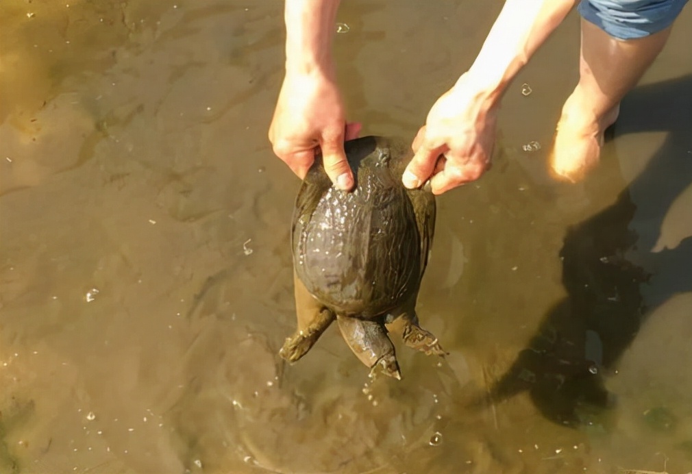 The previously common soft-shelled turtles were not weak in terms of ...