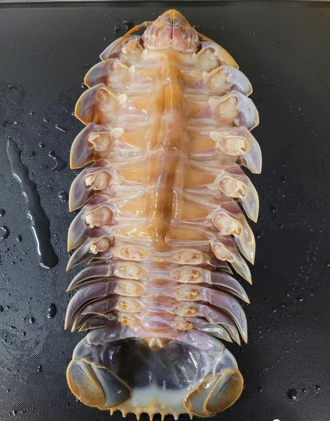 Do you dare to eat alien creatures? - iNEWS