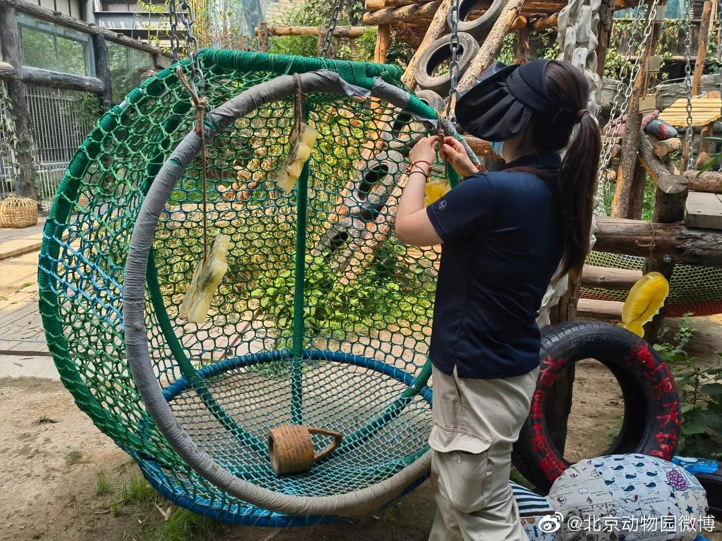 The national treasure "Fu Xing Pang Dahai" ushered in its 6th birthday ...